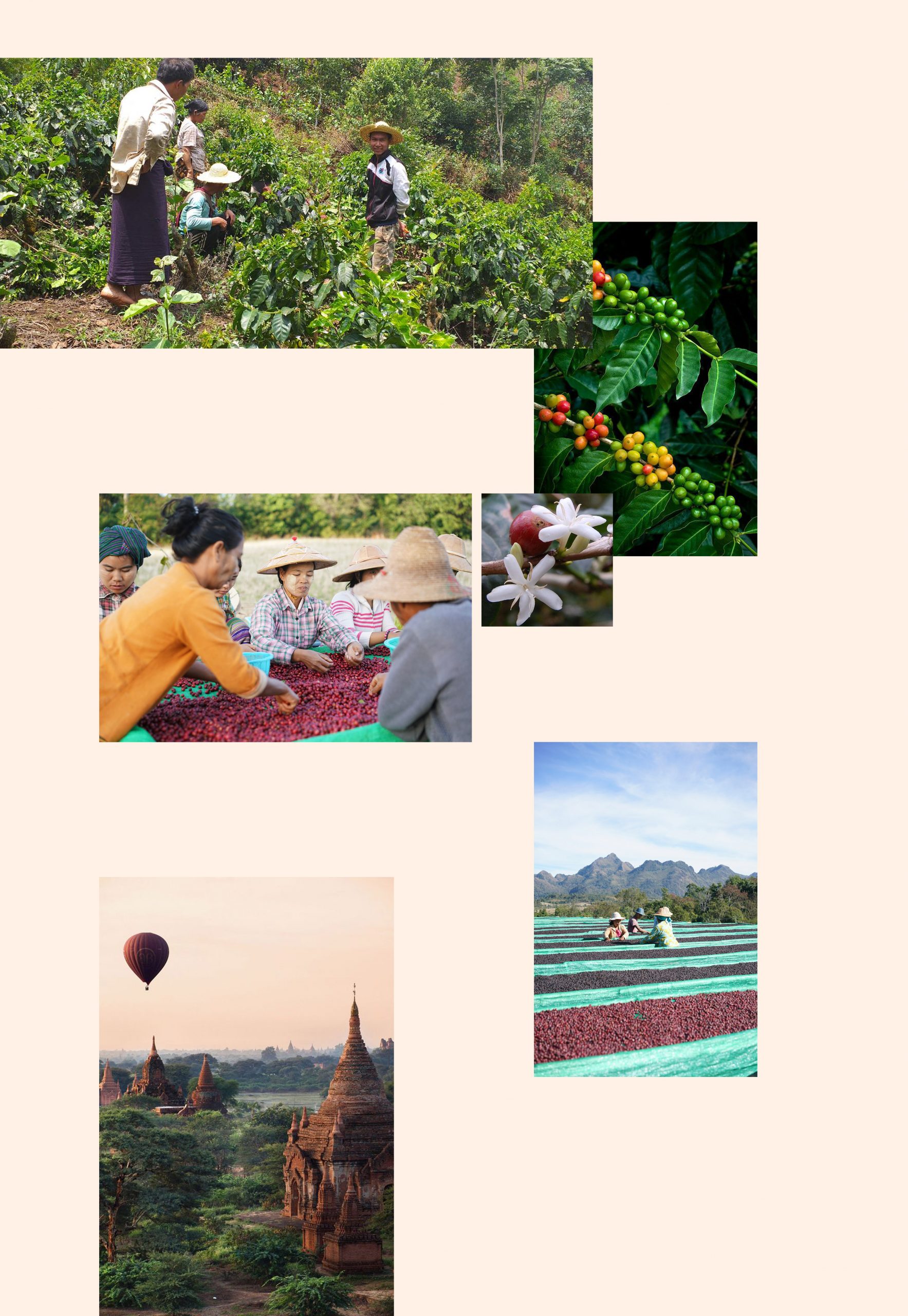 Hopong – Myanmar | Natural – Omni roast – Naga Coffee