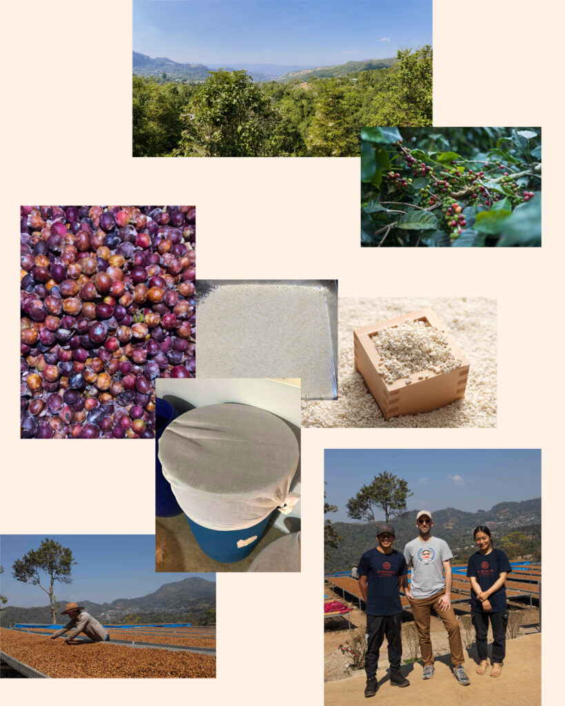 Sirinya | Koji - Light roast - Naga Coffee